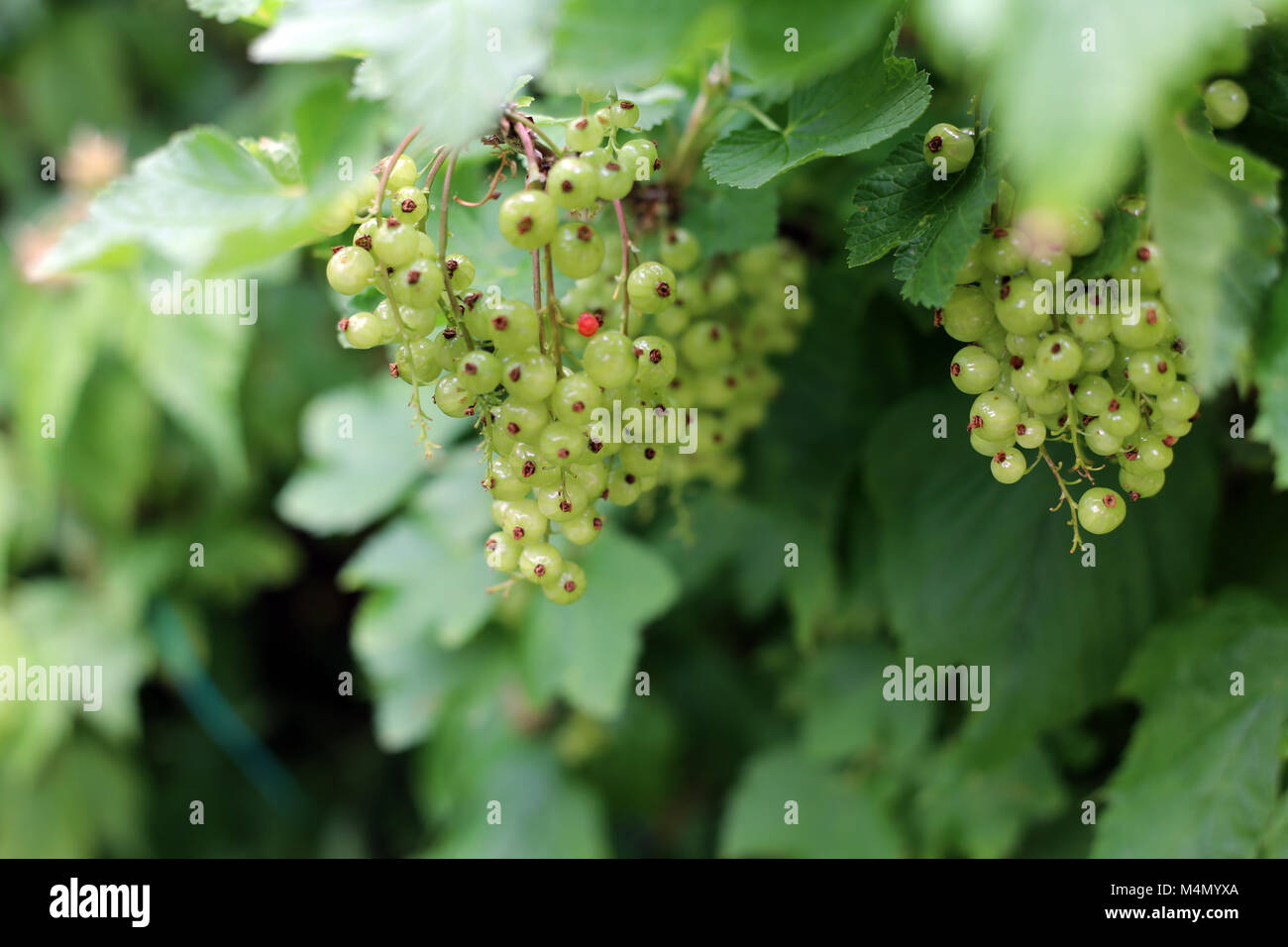 Green unripened currants growing on fruit bush vine Stock Photo - Alamy