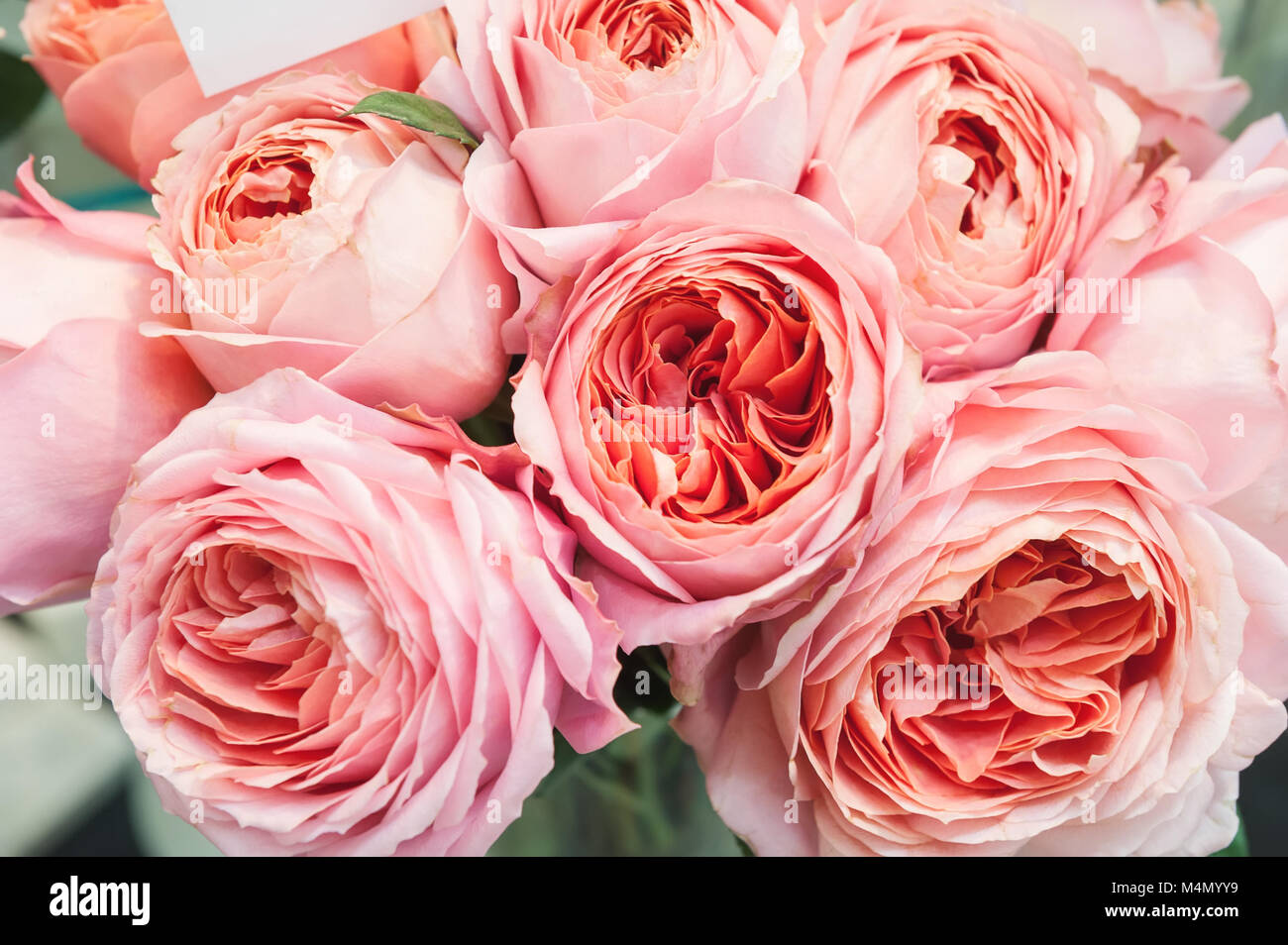 Chameleon roses hi-res stock photography and images - Alamy