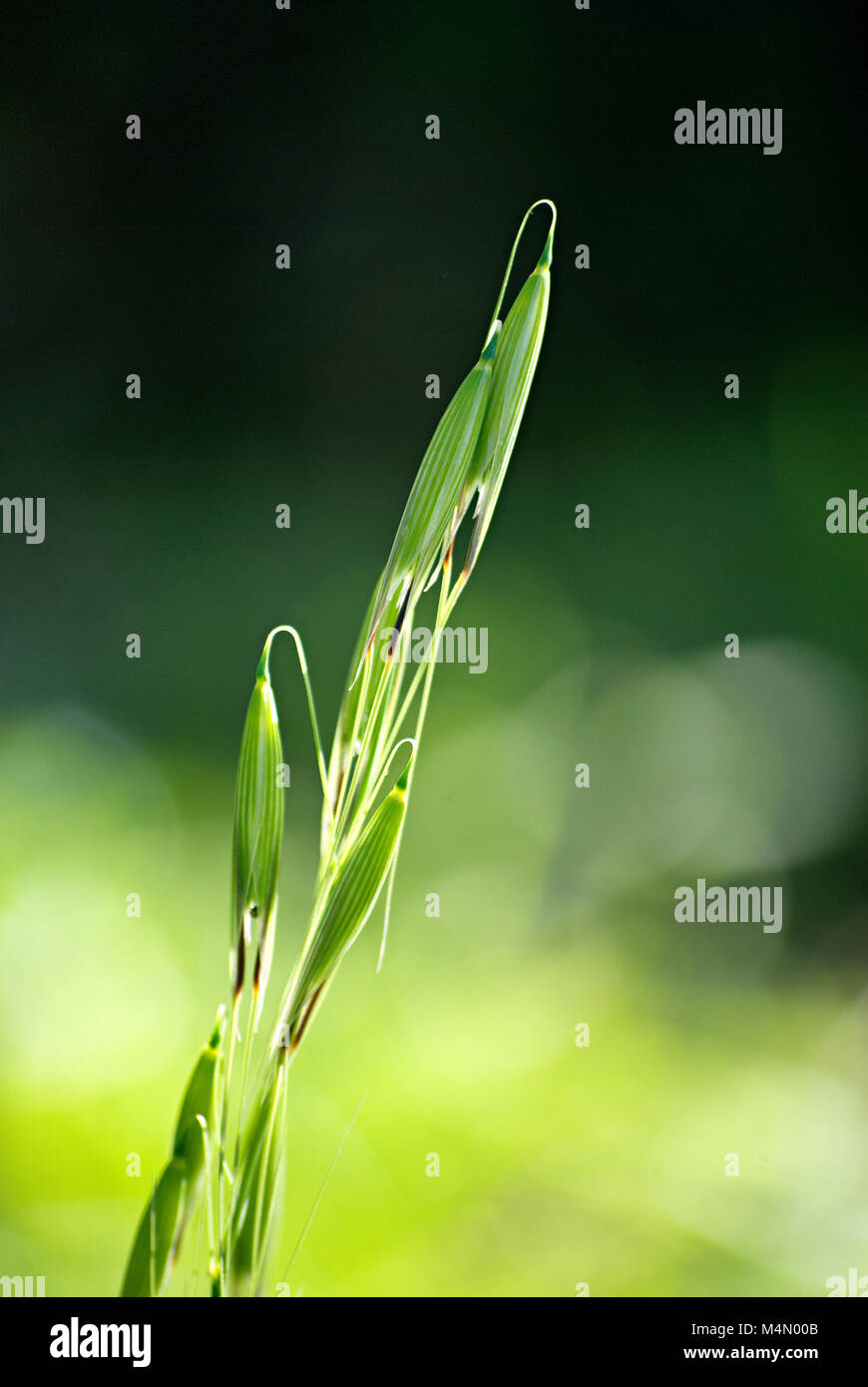 Spontaneous natural growth hi-res stock photography and images - Alamy