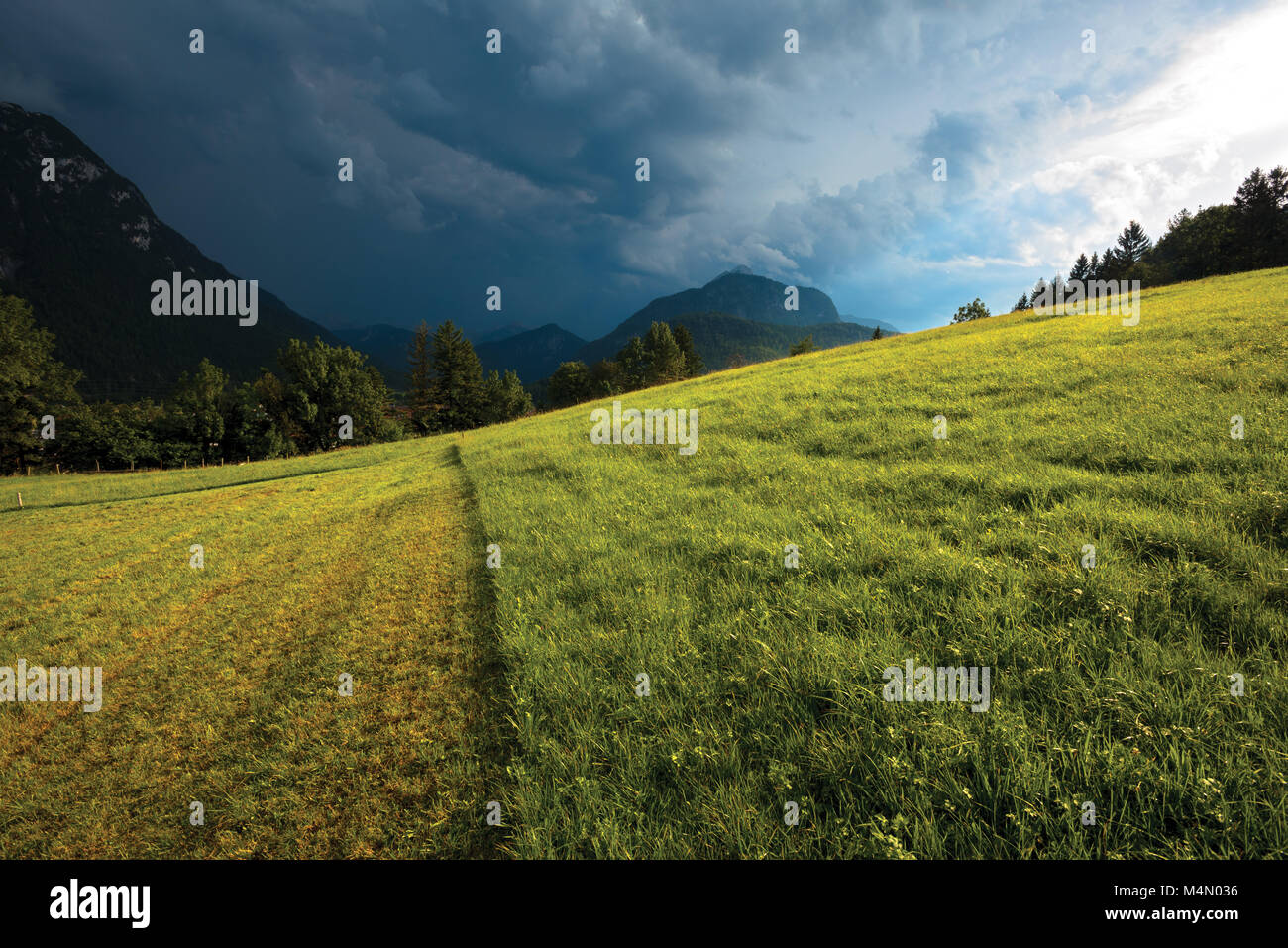 Field in Alps, edge between stubble and grass Stock Photo - Alamy