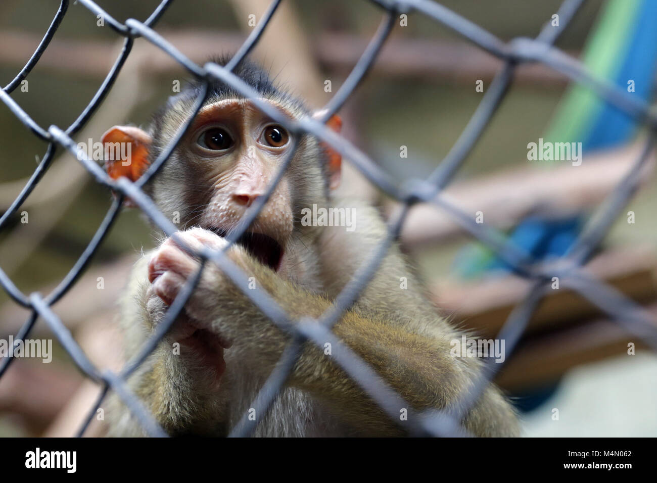 Monkey in captivity behind a metal fence Stock Photo - Alamy