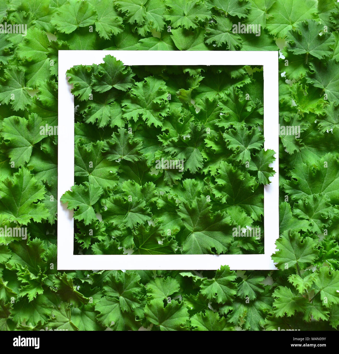 Creative layout made leaves with white paper frame. Flat lay. Nature ...