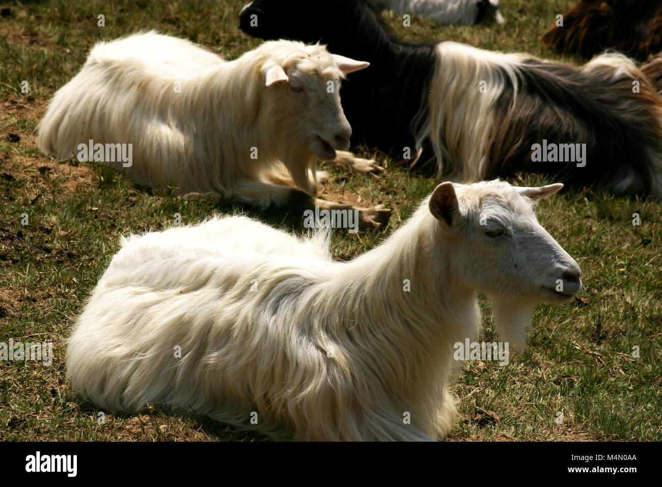 Goats free range hi-res stock photography and images - Alamy