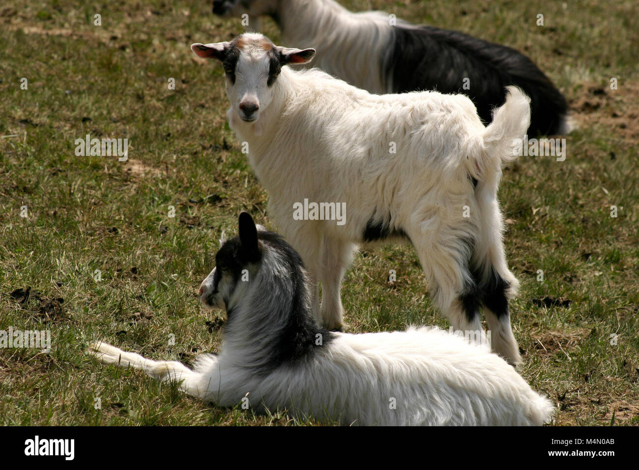 Goats free range hi-res stock photography and images - Alamy