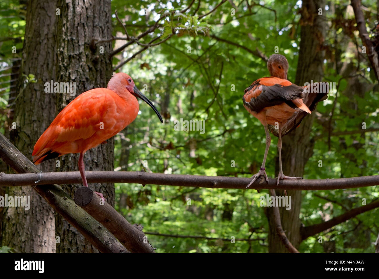 scarlet ibis eudocimus ruber bird sitting on a wood branch Stock Photo ...