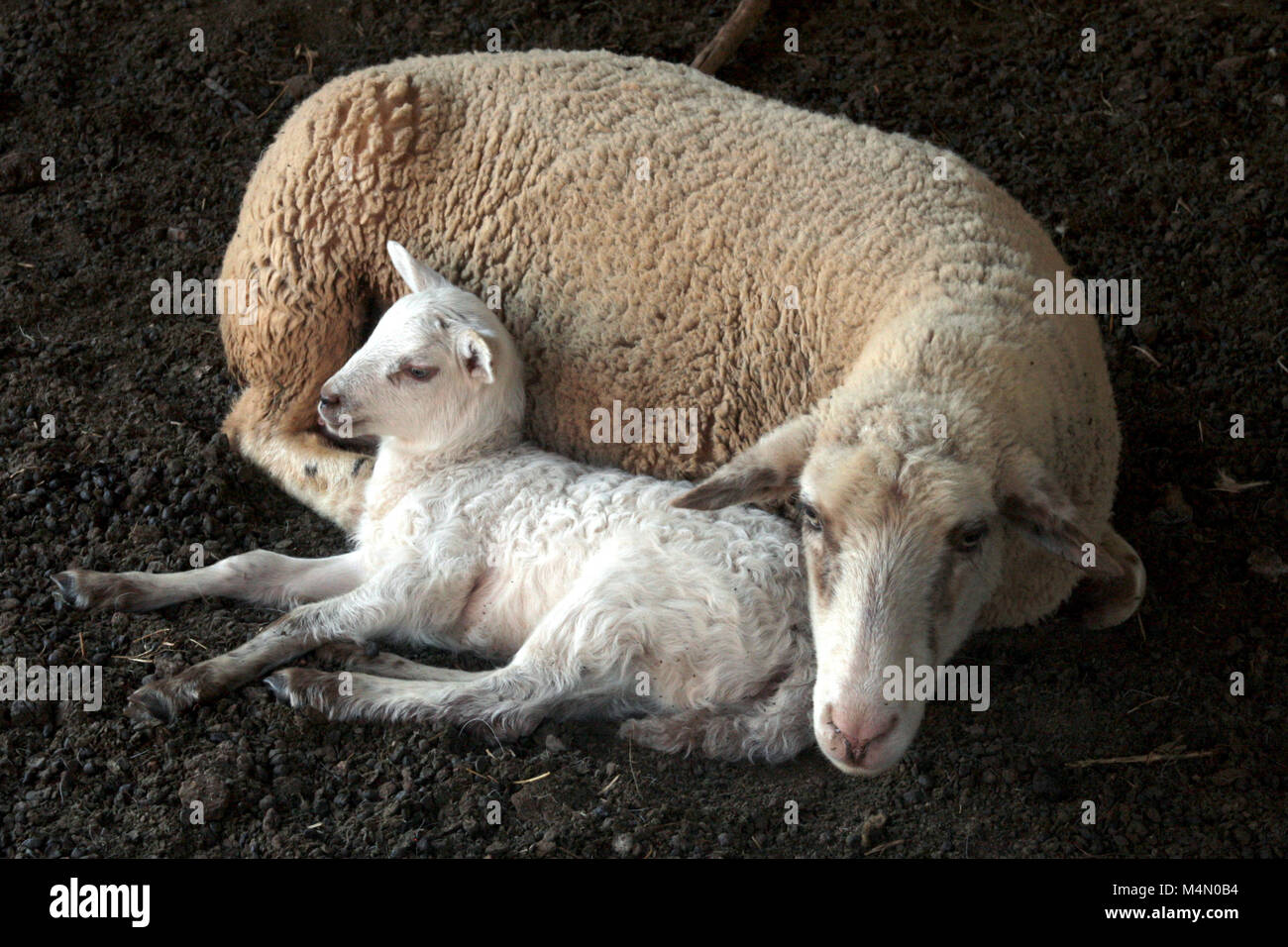 Mother sheep and lamb resting Stock Photo - Alamy