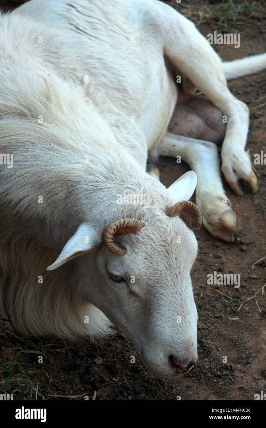 Ram testicles not bird hi-res stock photography and images - Alamy