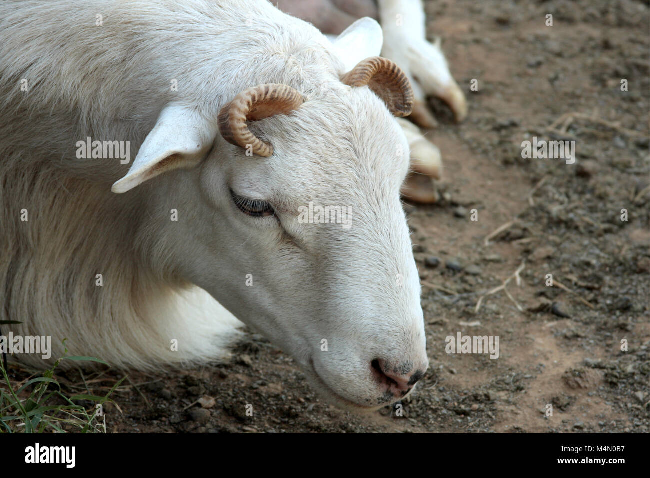 Domesticated ram at the farm Stock Photo - Alamy