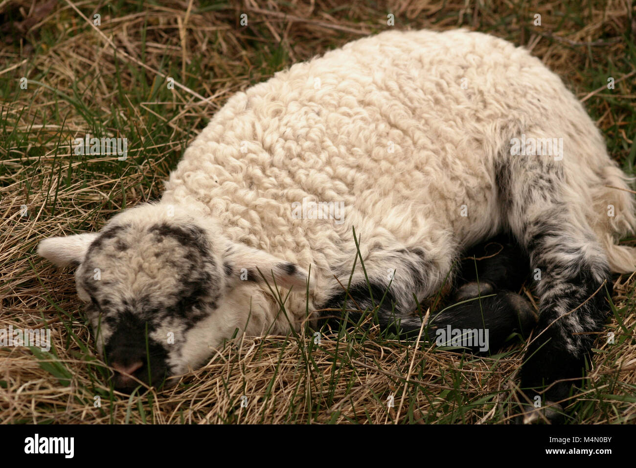Cute little lamb resting on grass Stock Photo - Alamy