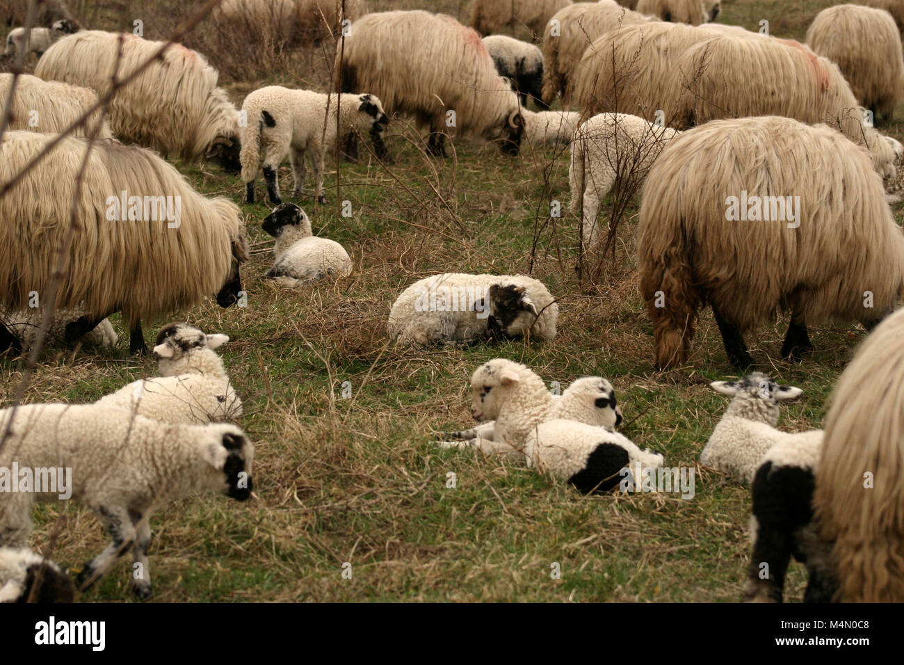 Flocking sheep hi-res stock photography and images - Alamy