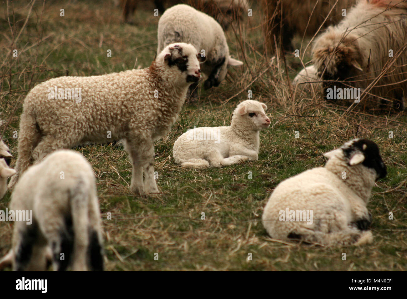 Flock of sheep and lambs Stock Photo - Alamy