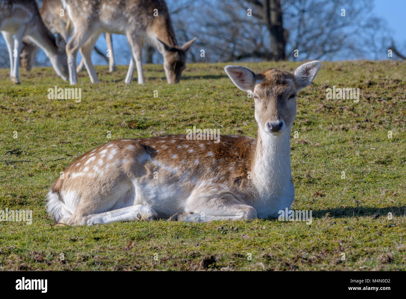 Knole park deer hi-res stock photography and images - Alamy