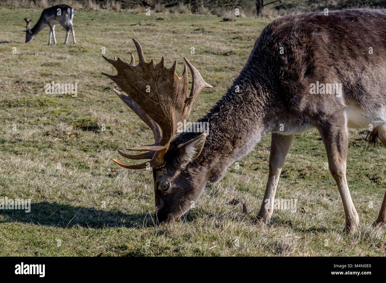 The Deer Park - Knole Park, Sevenoaks, Kent Stock Photo - Alamy