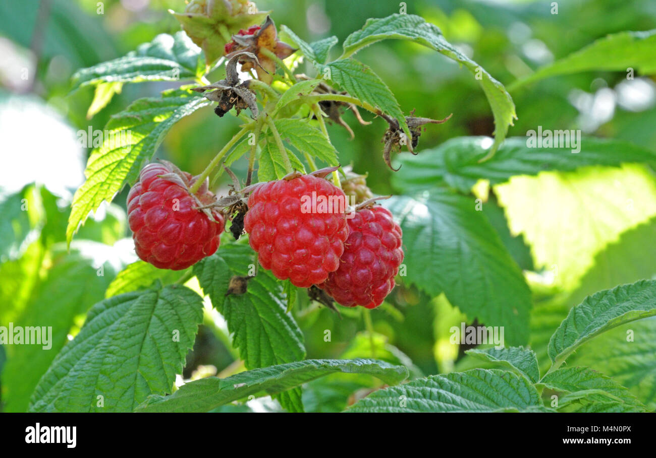 raspberries at shrub Stock Photo - Alamy