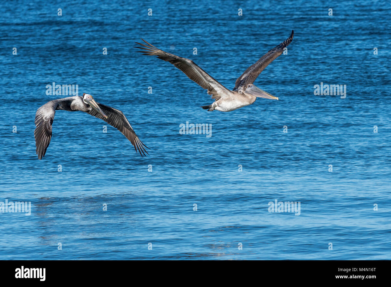 In Playa Potrero, Costa Rica, two pelicans fly together, low over the ...