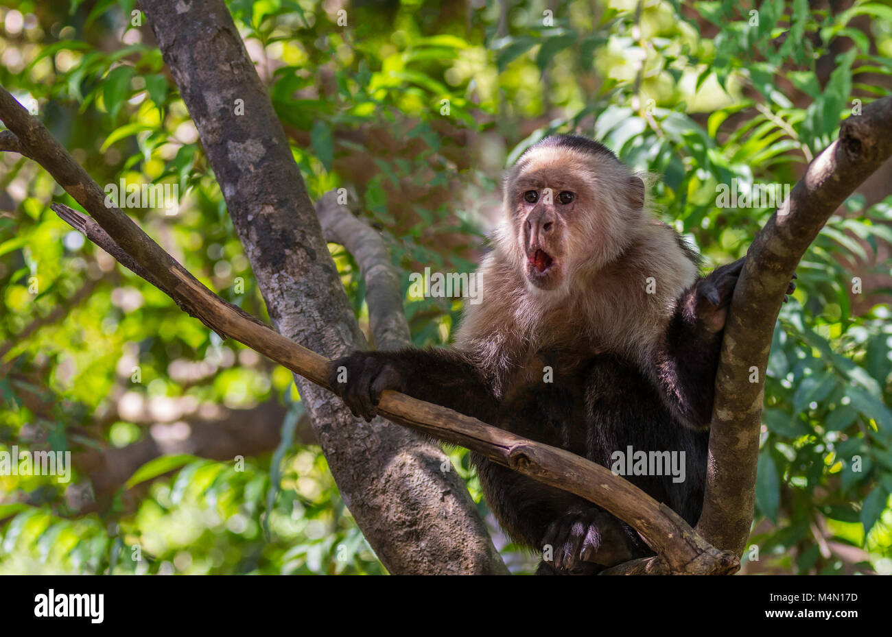 Primate exhibits hi-res stock photography and images - Alamy