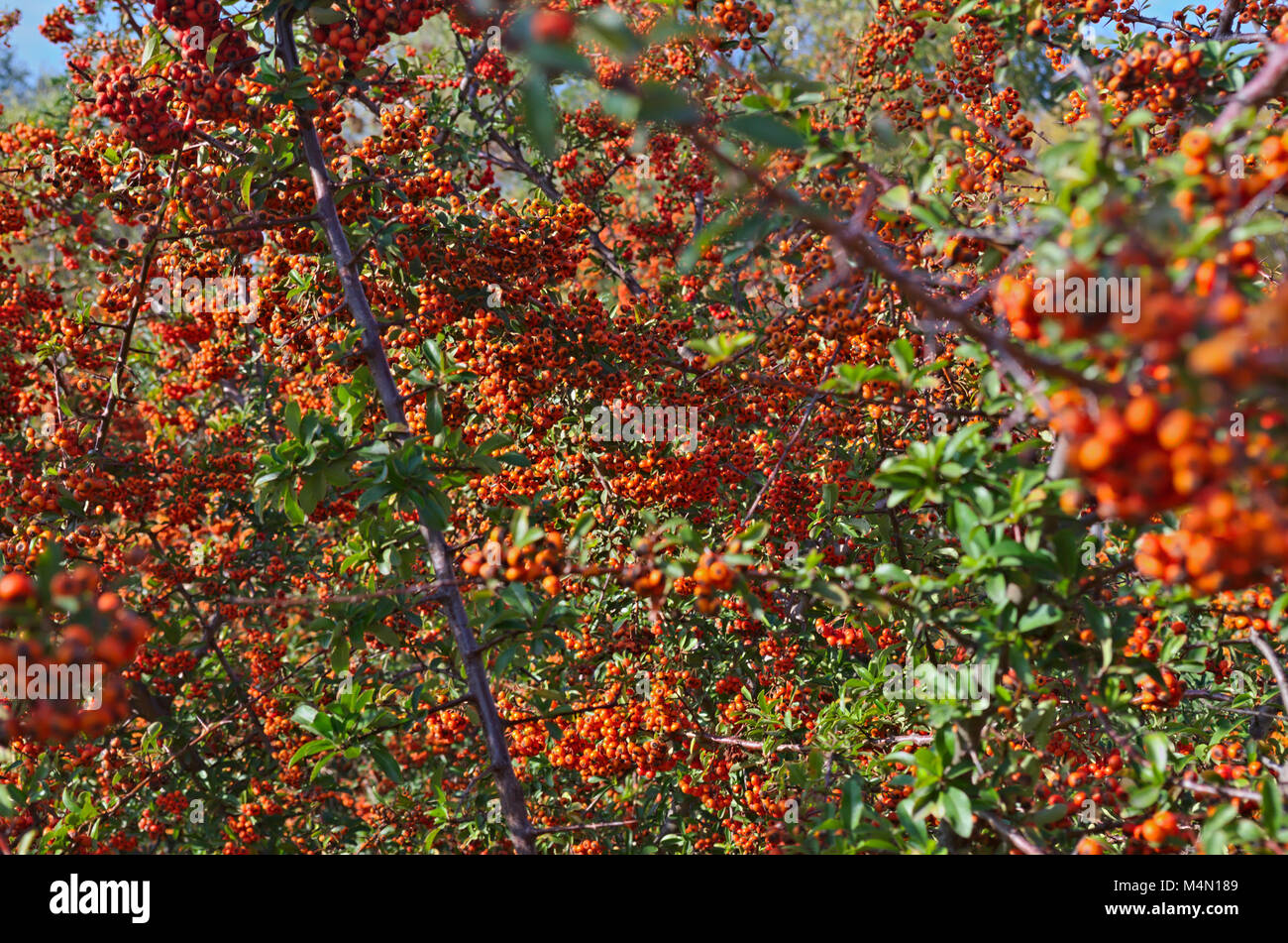 Sea buckthorn harvesting hi-res stock photography and images - Alamy