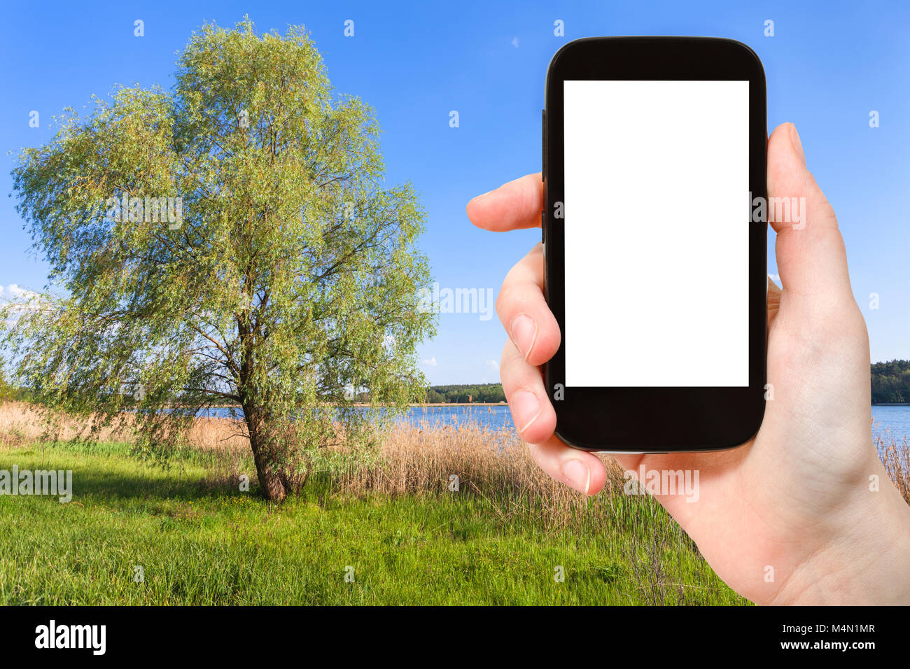 travel concept - tourist photographs willow tree on green shore of ...