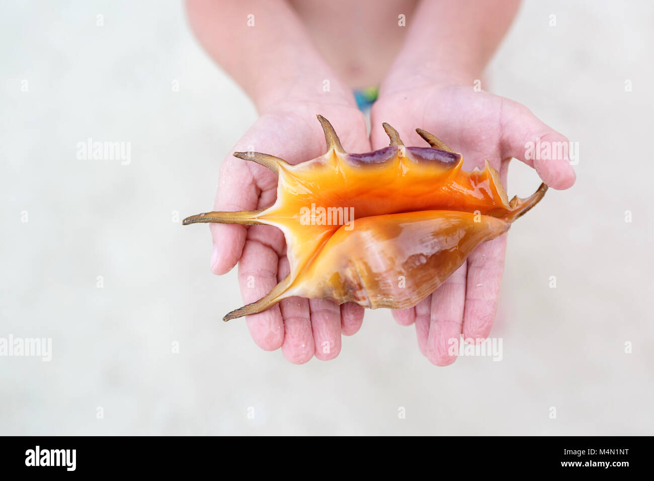 Child hands holding sea shell, summer travel and beach vacation Stock ...