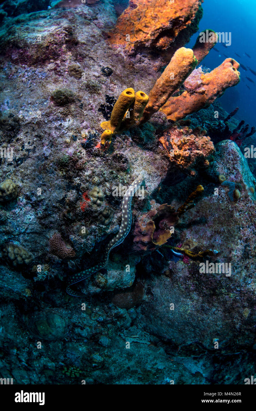 A sharp tail eel swimming towards tube sponges Stock Photo - Alamy