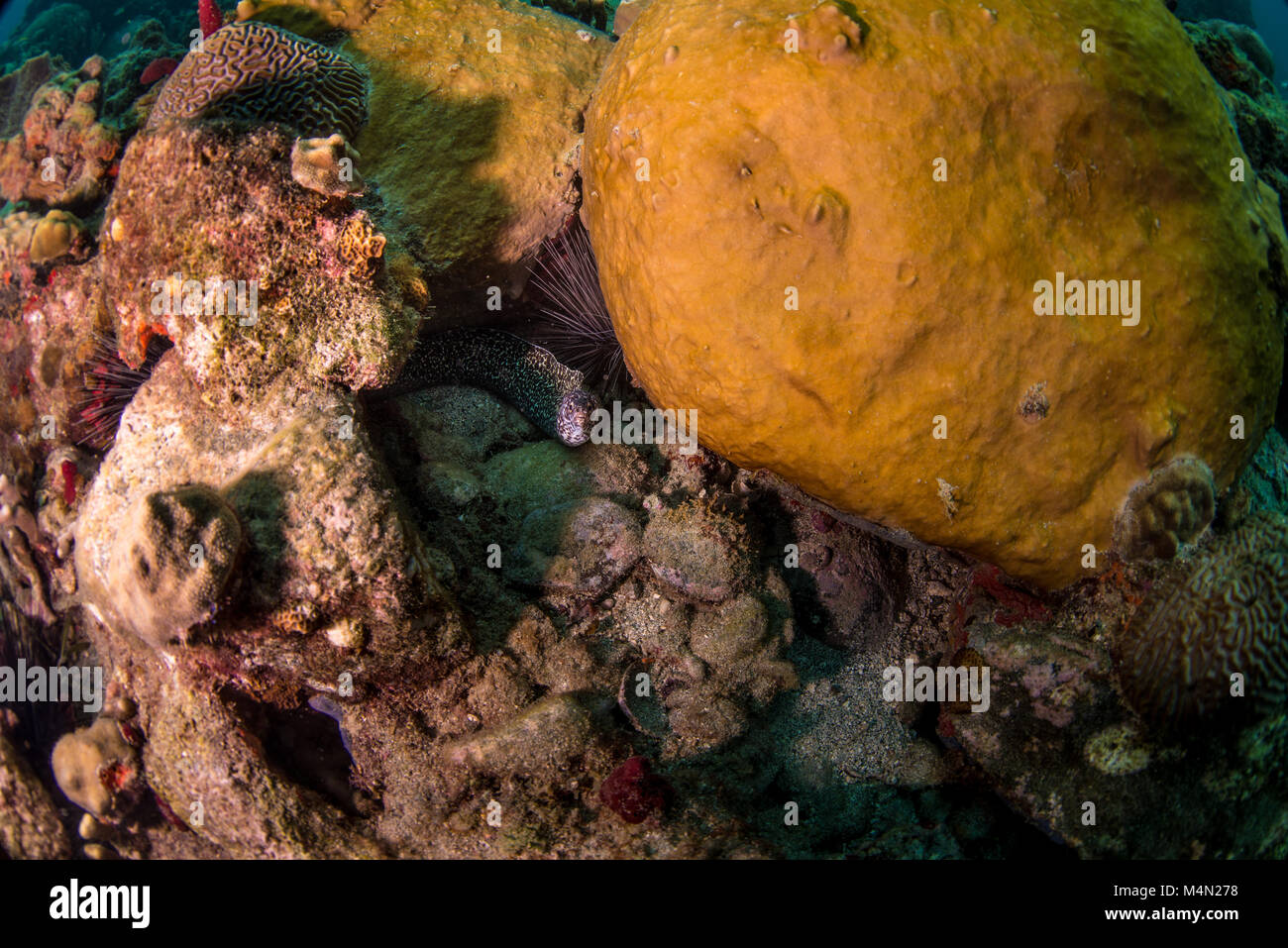 A spotted moray eel hiding under a red rope sponge Stock Photo - Alamy