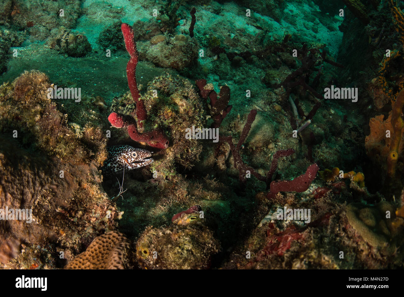 A spotted moray eel hiding under a red rope sponge Stock Photo - Alamy