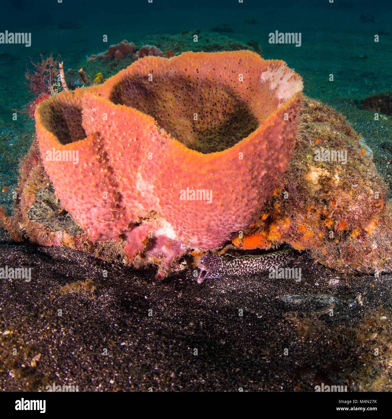 A spotted moray eel hiding under a barrel sponge Stock Photo - Alamy