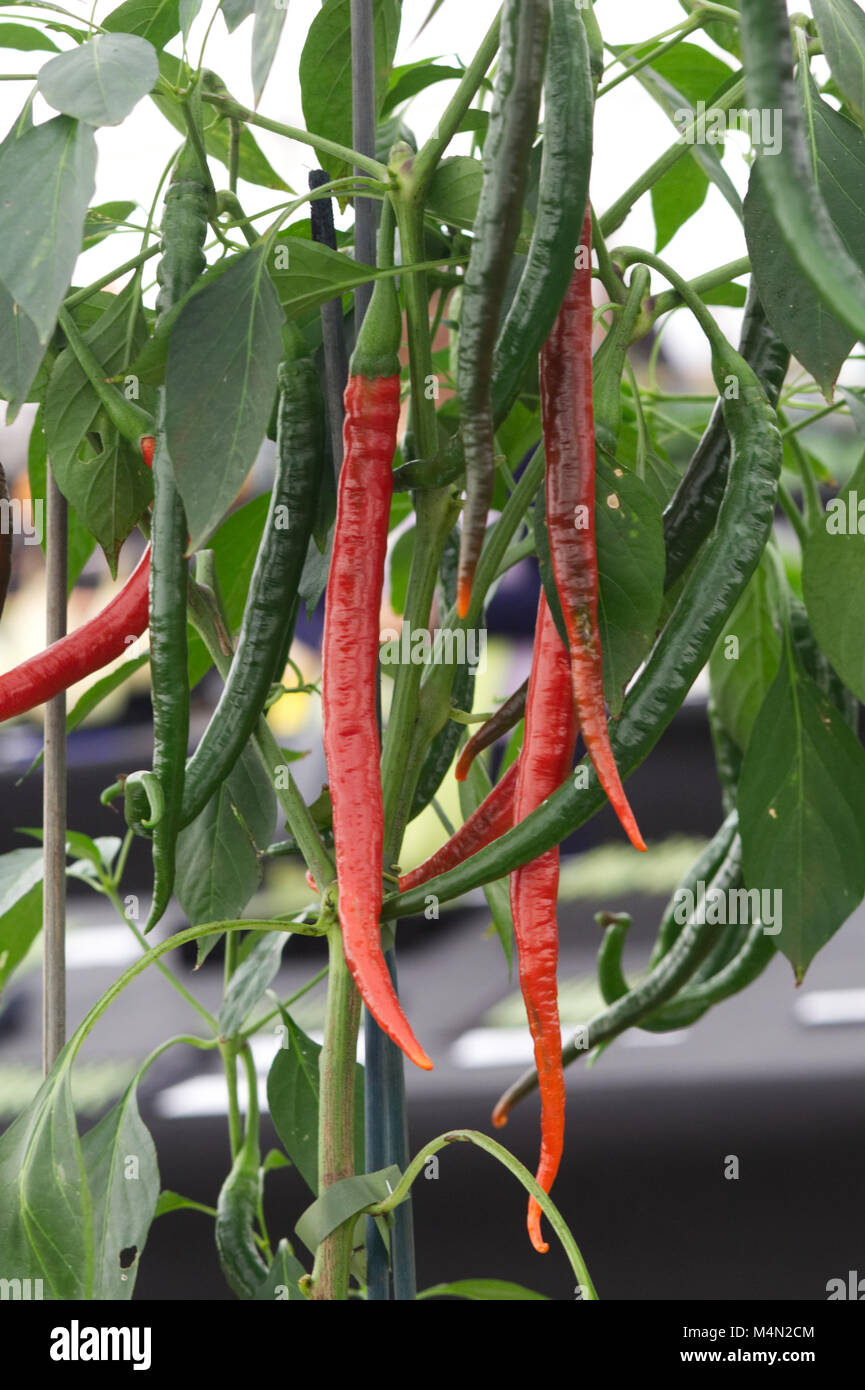 Chilli Plants Stock Photos & Chilli Plants Stock Images - Alamy