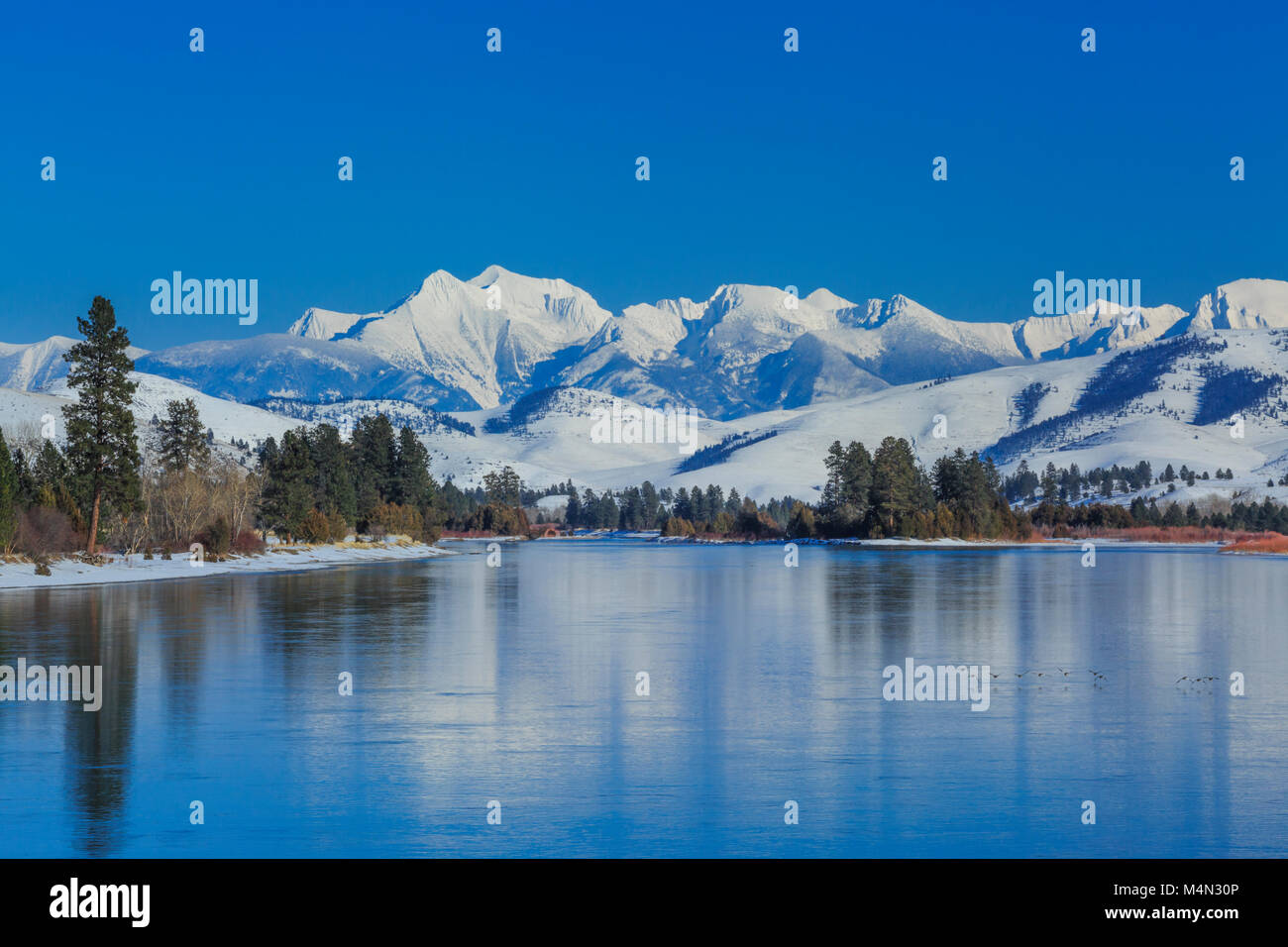 ducks flying along the flathead river below the mission mountains in ...