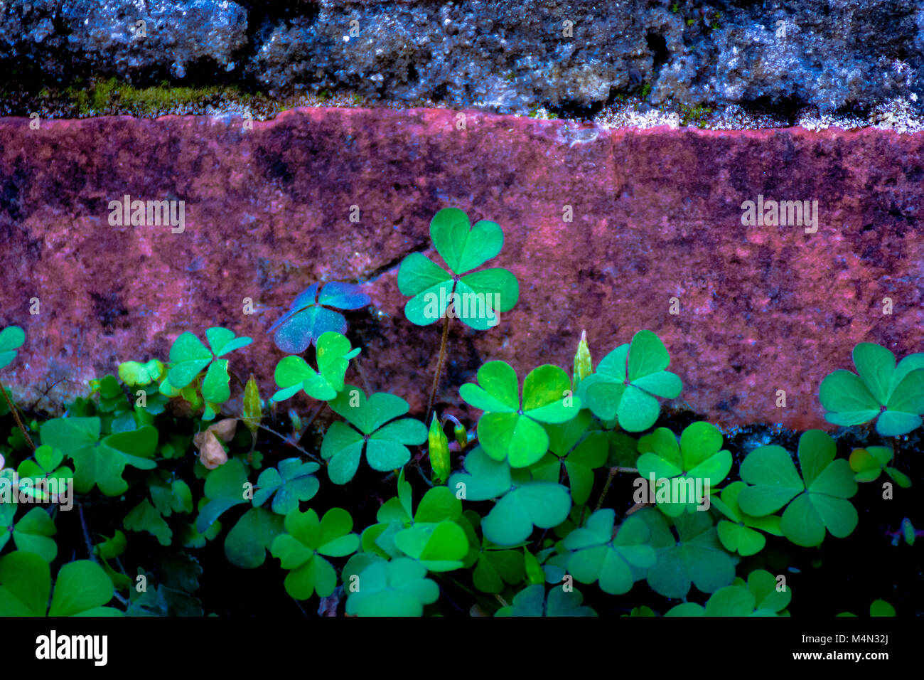 Lucky leaf hi-res stock photography and images - Alamy