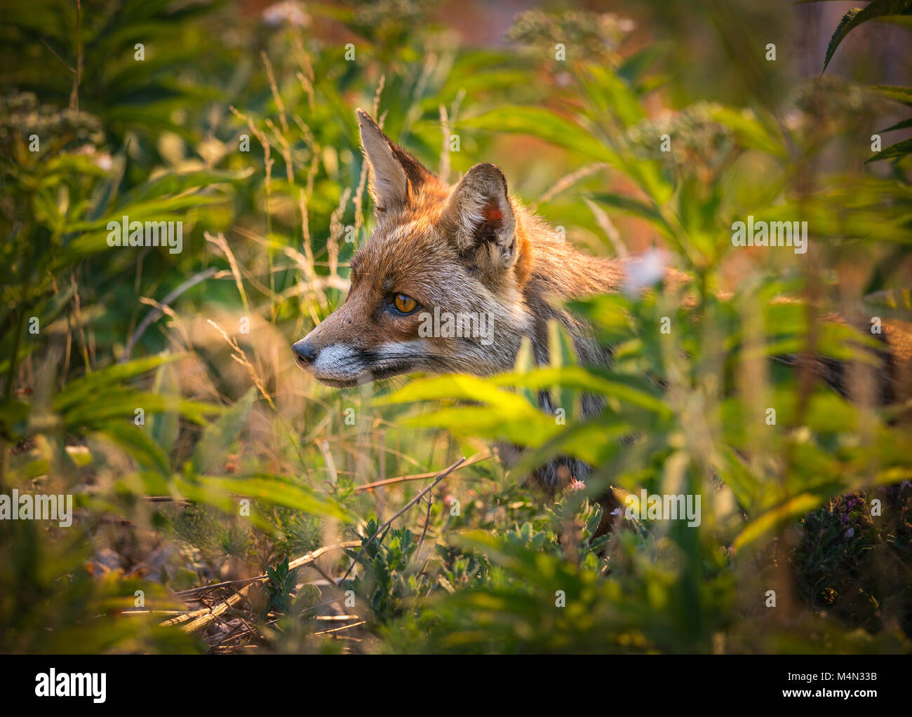 Fox red fox animal in forest hi-res stock photography and images - Alamy