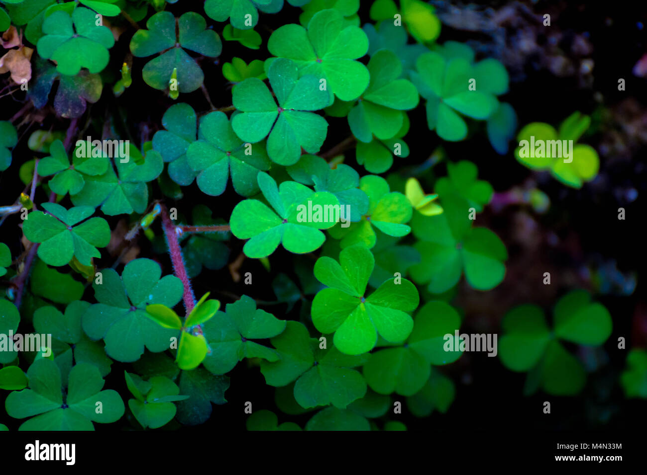 Lucky leaf hi-res stock photography and images - Alamy