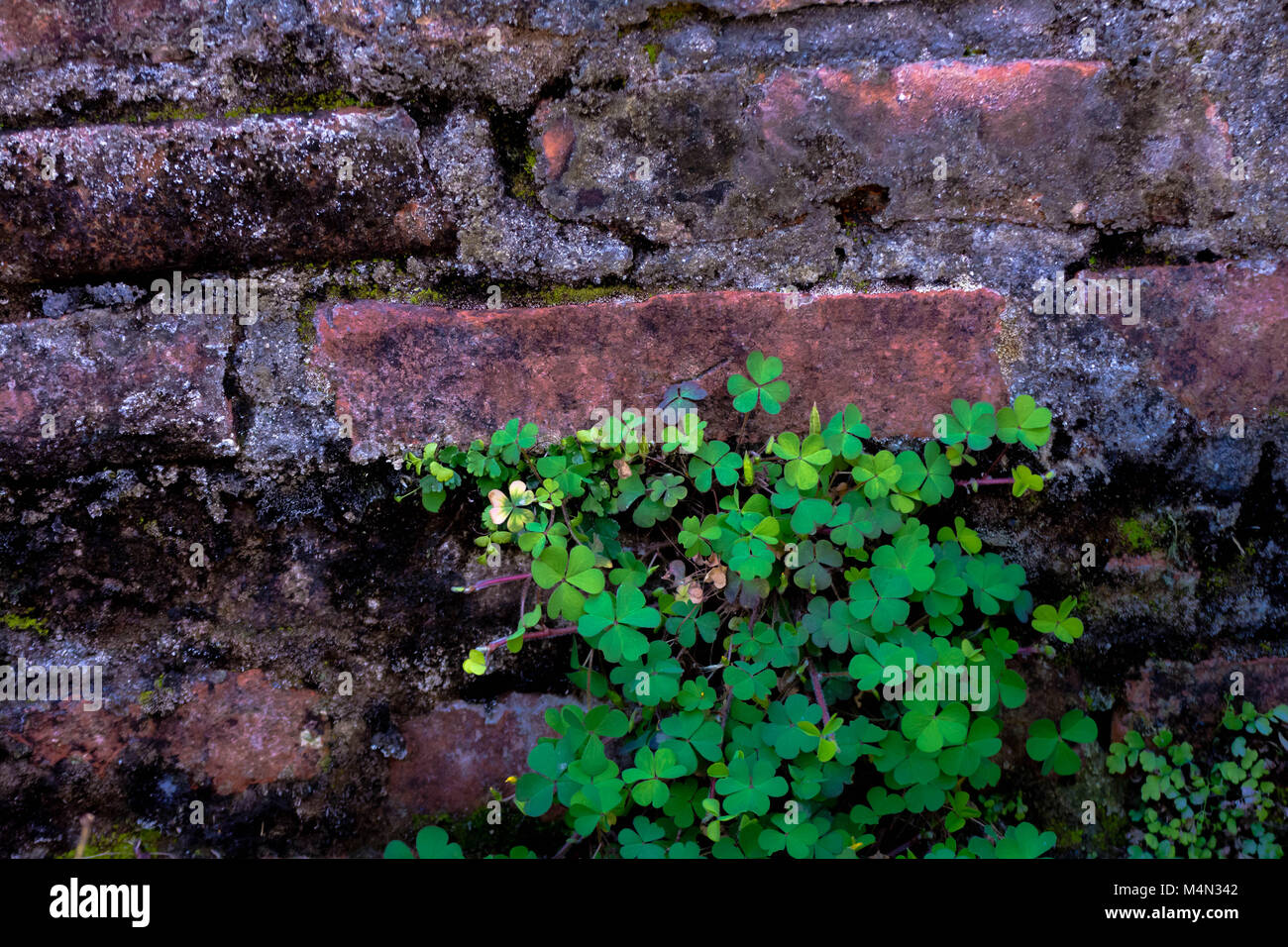 Lucky leaf hi-res stock photography and images - Alamy
