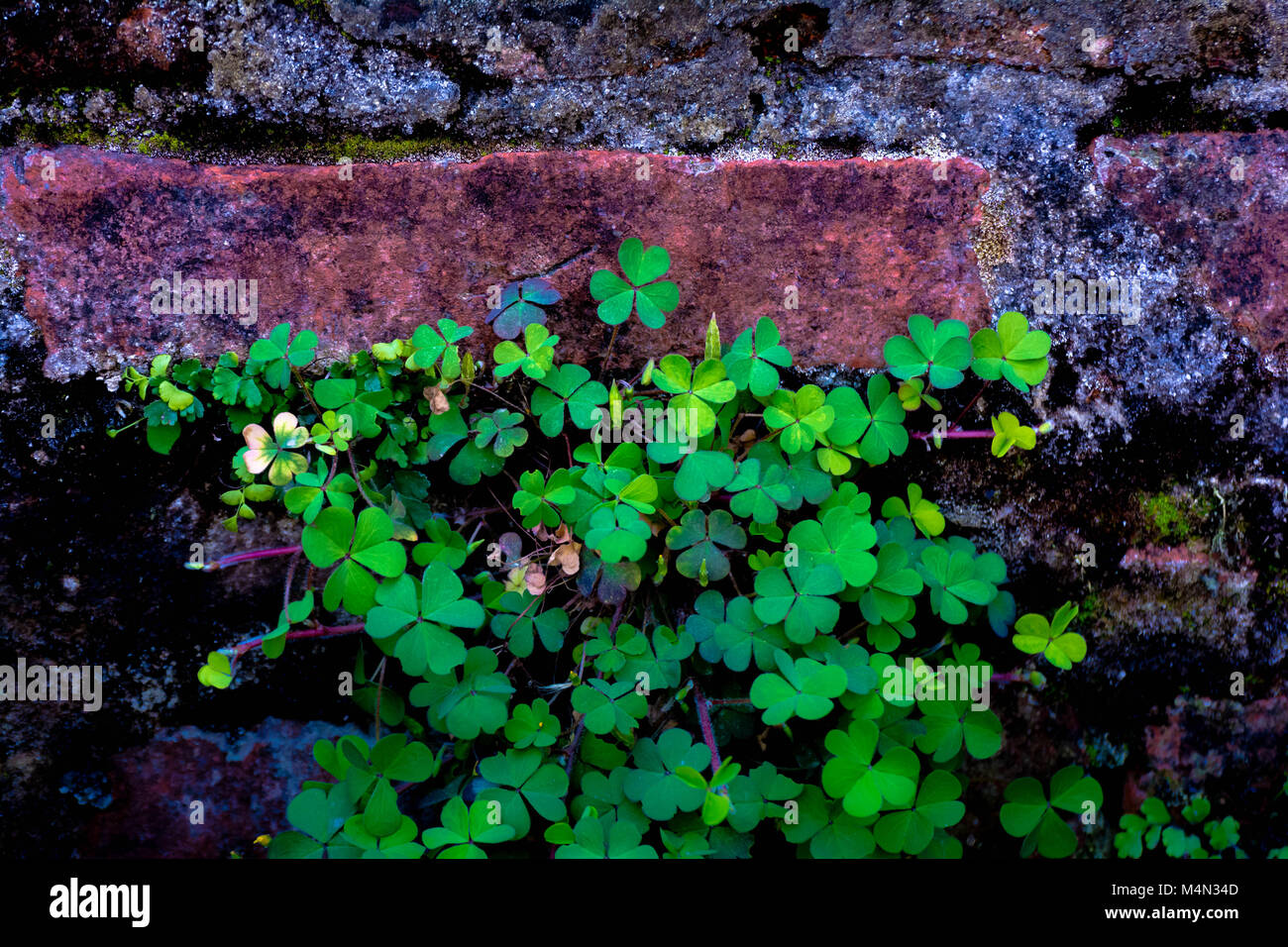 Lucky leaf hi-res stock photography and images - Alamy