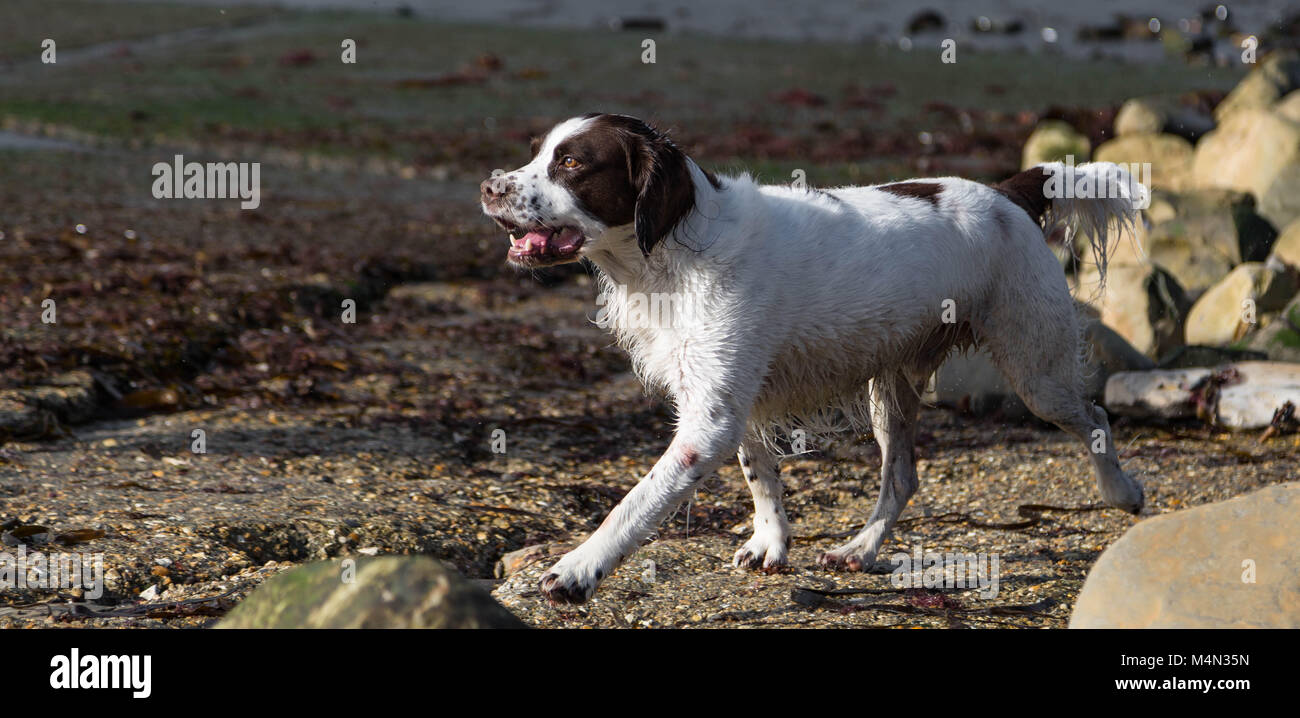 Liver labrador hi-res stock photography and images - Alamy