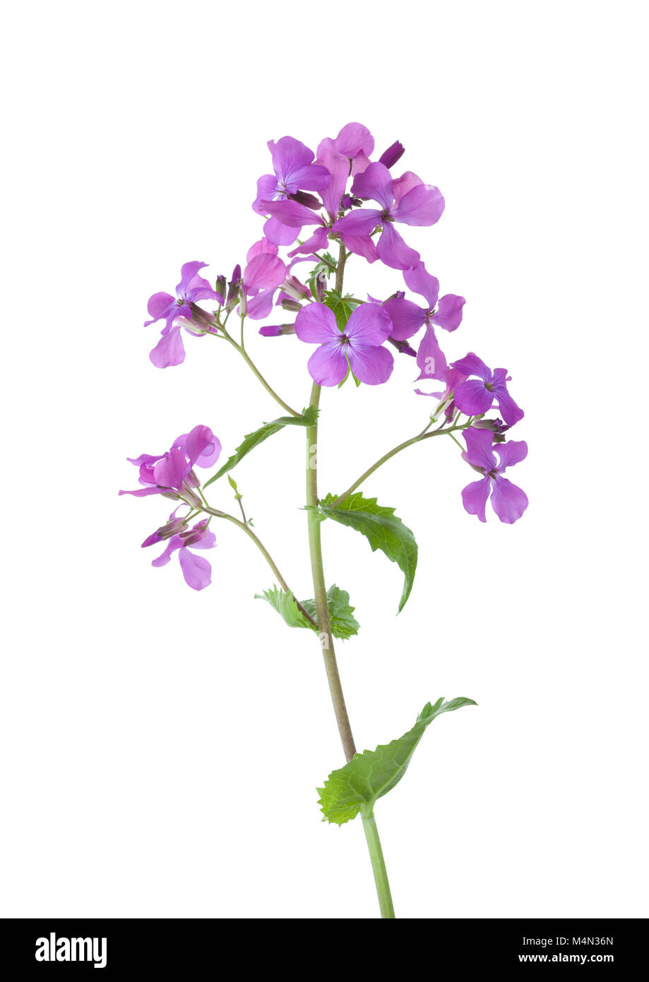 Light violet night-scented gilliflower( Hesperis matronalis) isolated ...