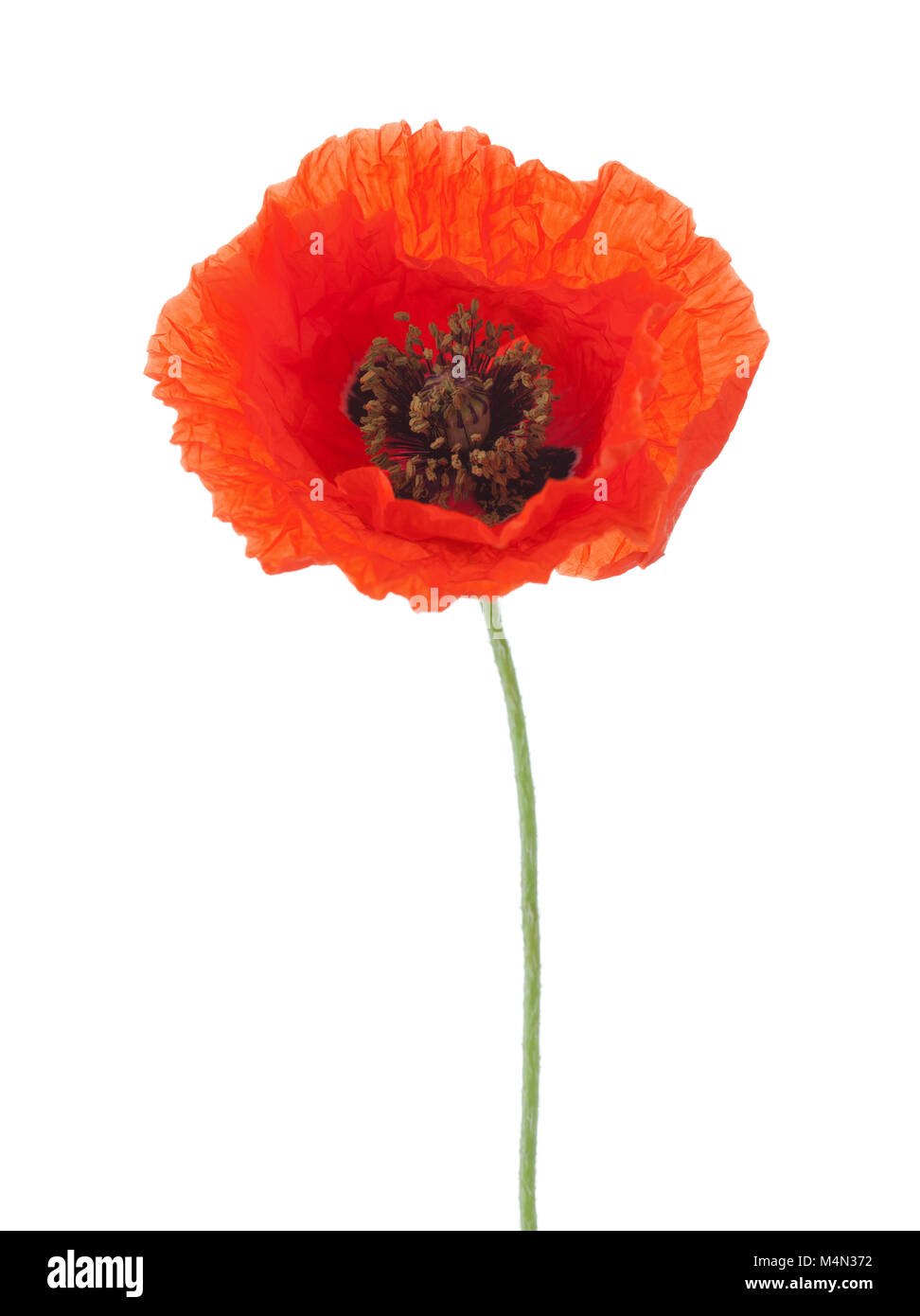 Red poppy isolated on white background Stock Photo - Alamy