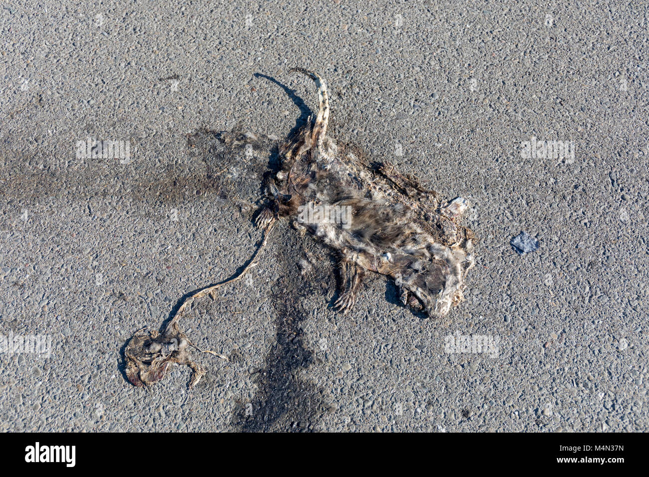Raccoon run over and flattened Stock Photo - Alamy