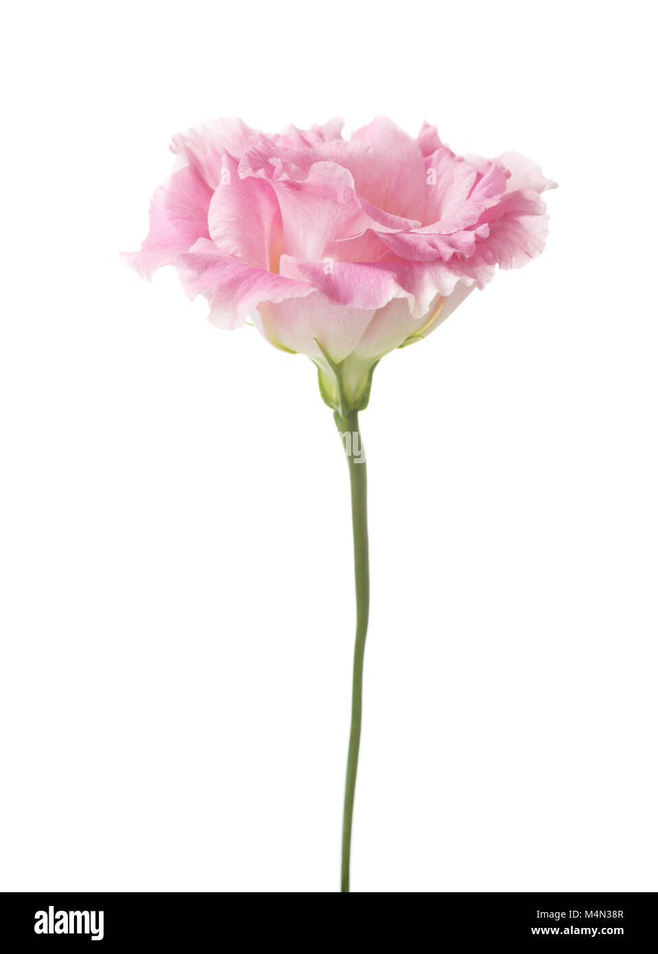 Light pink flower ( Eustoma) isolated on white Stock Photo - Alamy
