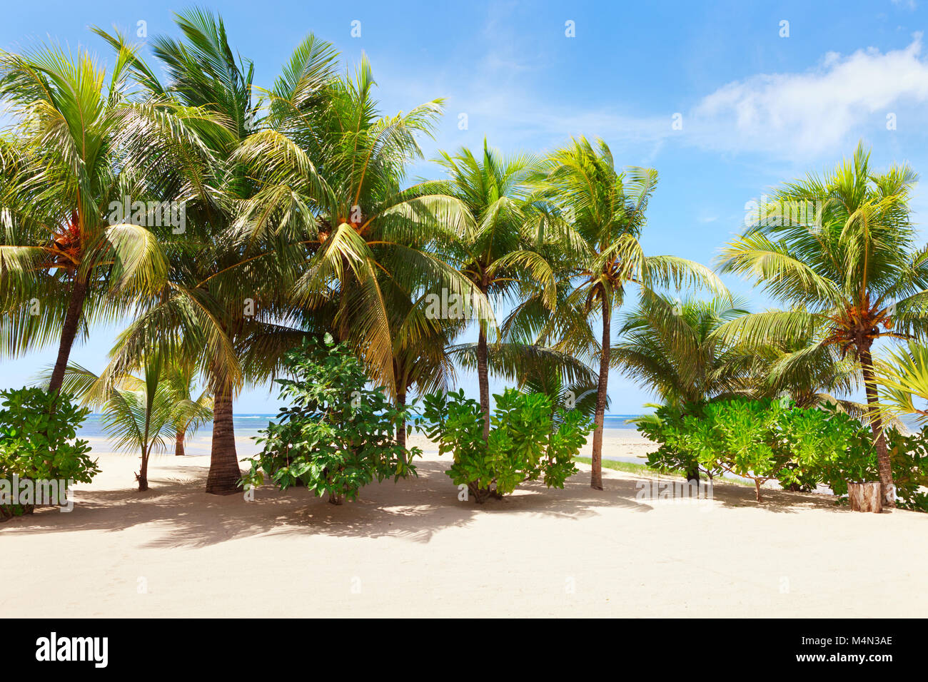 Coconut palm trees at a tropical beach in Mahe, Seychelles Stock Photo ...