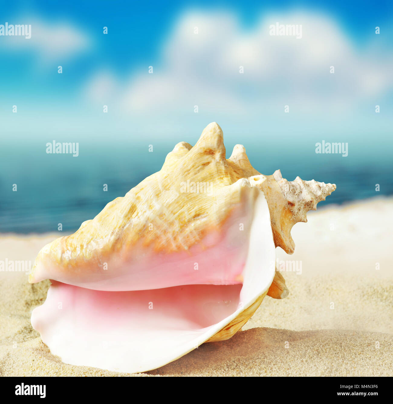 Seashell on the sand beach. Summer concept Stock Photo - Alamy