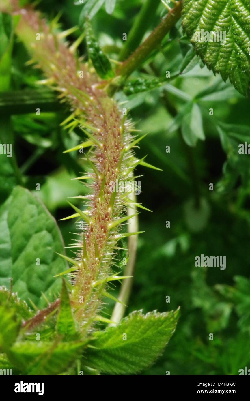 Blackberry bramble rubus fruticosus new hi-res stock photography and ...