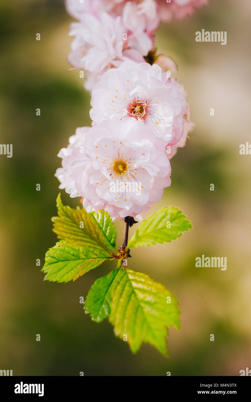 A branch of shrub almonds with lush pink flowers Stock Photo - Alamy