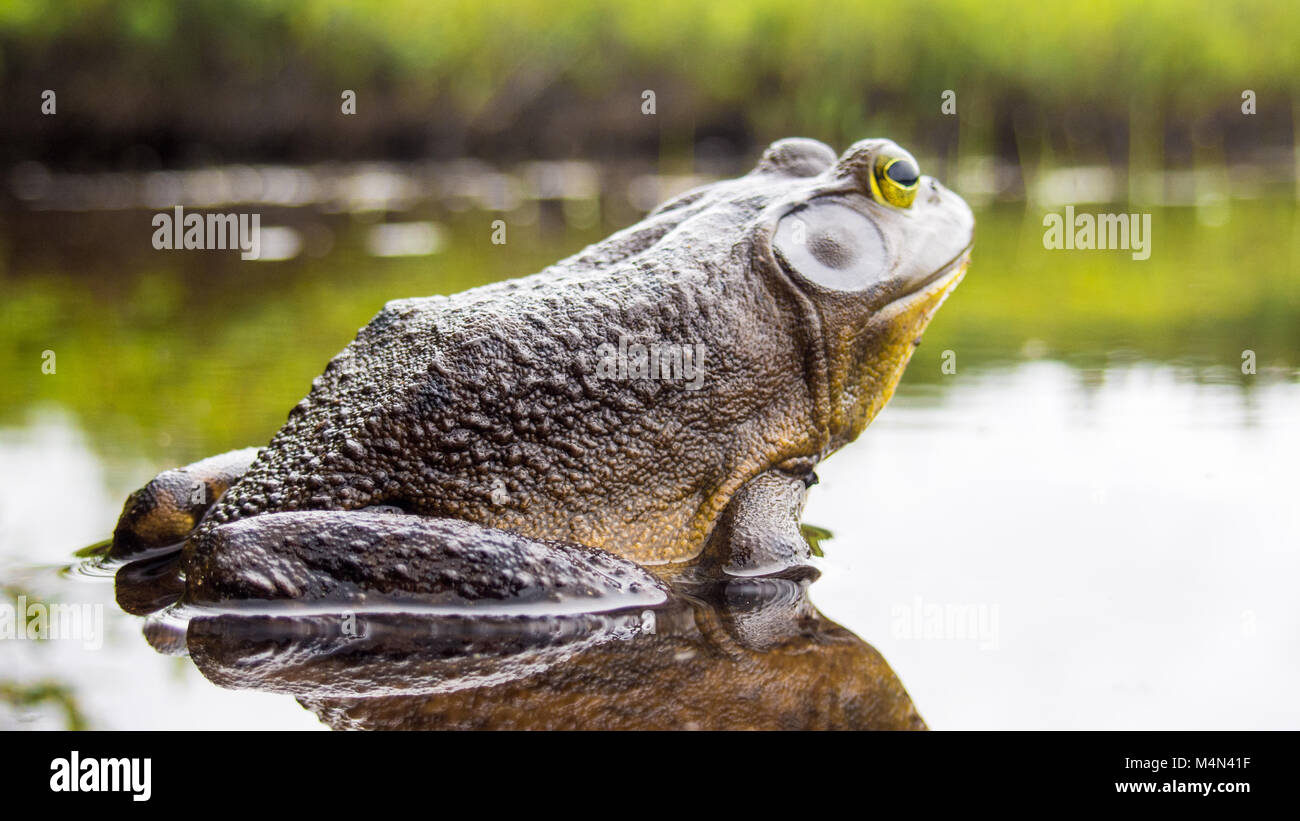 A Bull Frog relaxing on the edge of a lake Stock Photo - Alamy