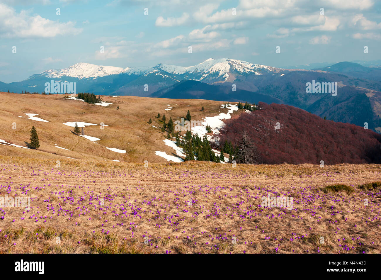 Field of crocus flowers in grass Stock Photo - Alamy