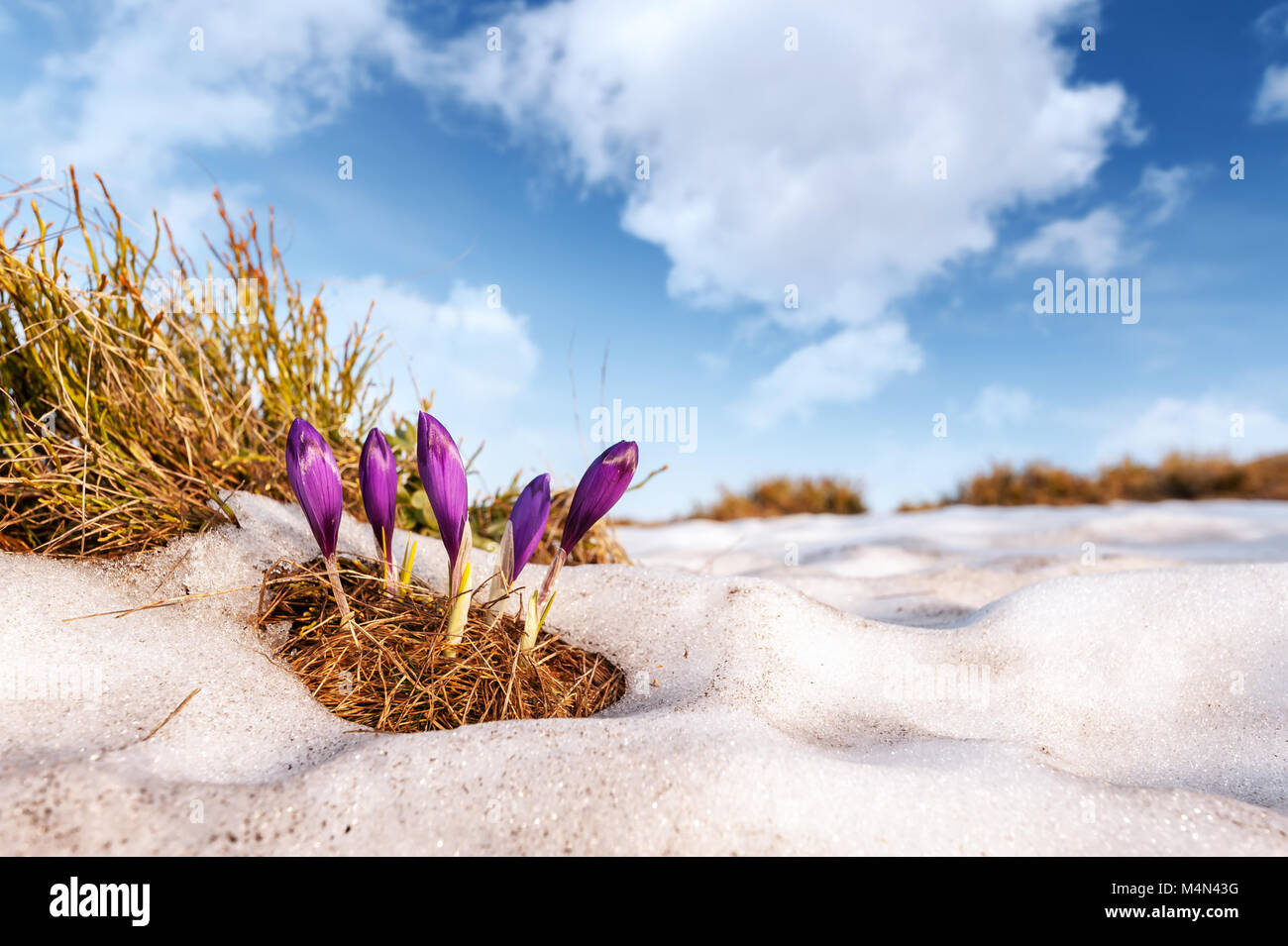 Group of crocus flower in grass Stock Photo - Alamy
