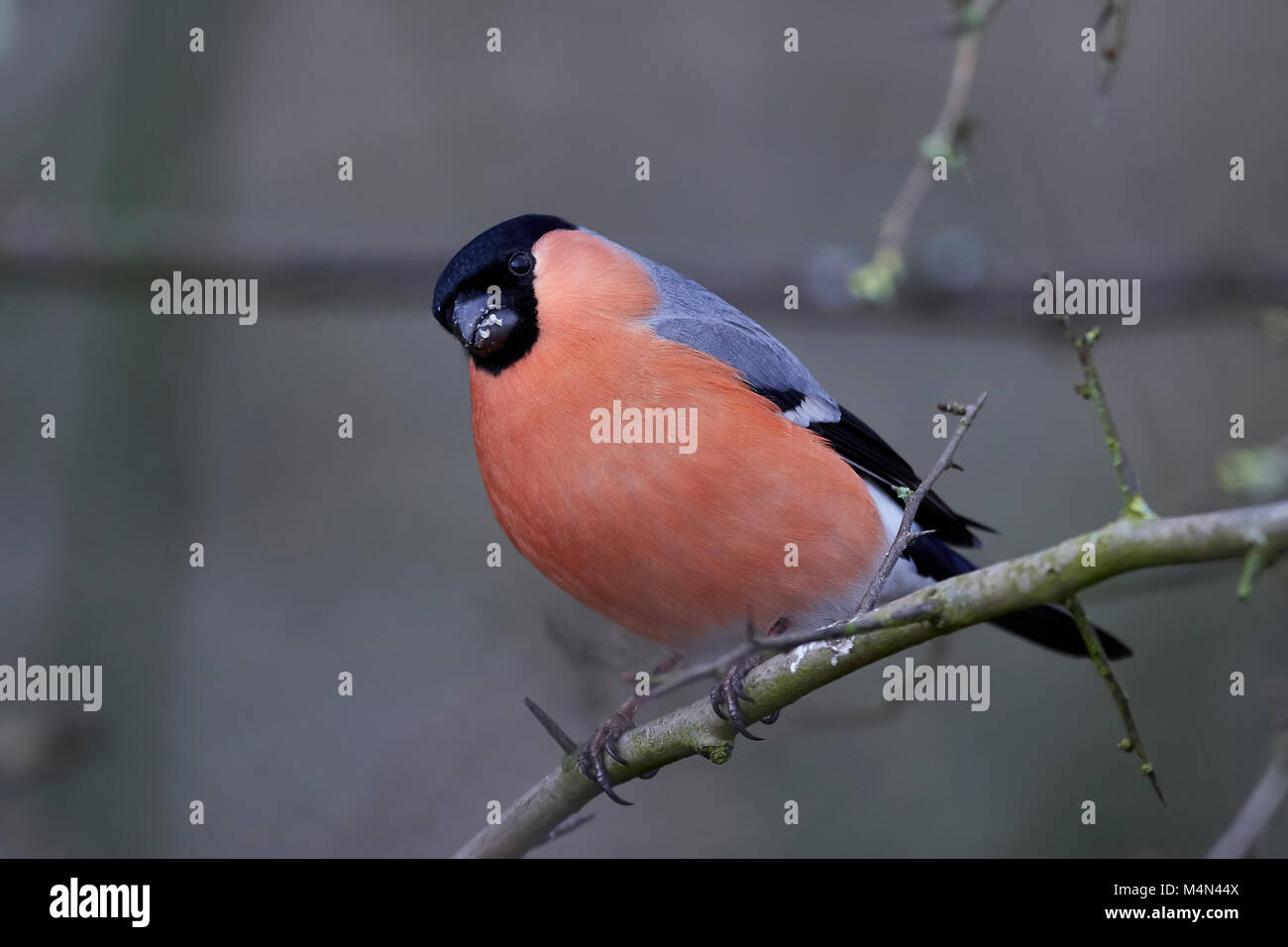 Eurasian bullfinch (Pyrrhula pyrrhula Stock Photo - Alamy