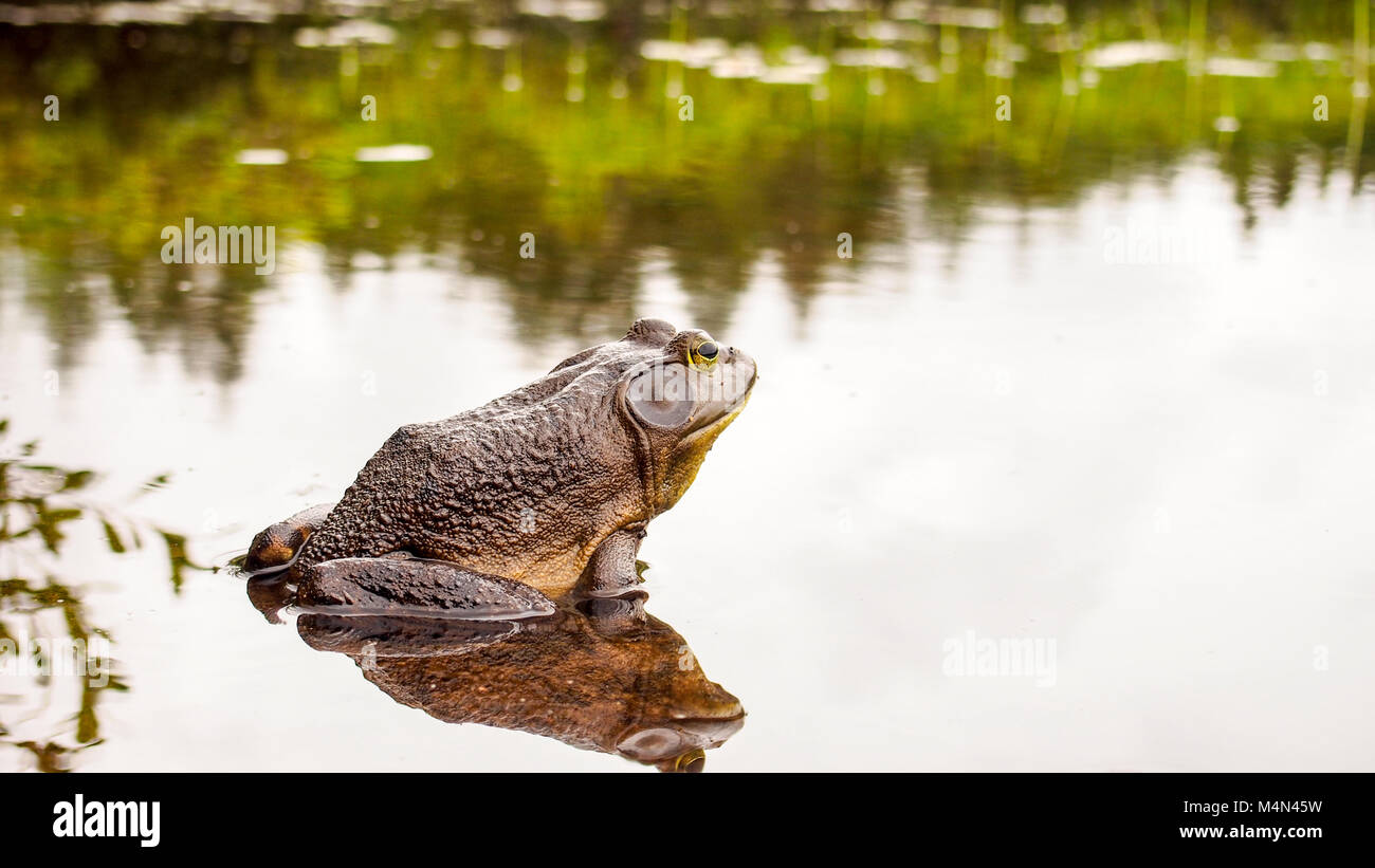Beautiful bull frog who relaxes on the edge of a lake Stock Photo - Alamy