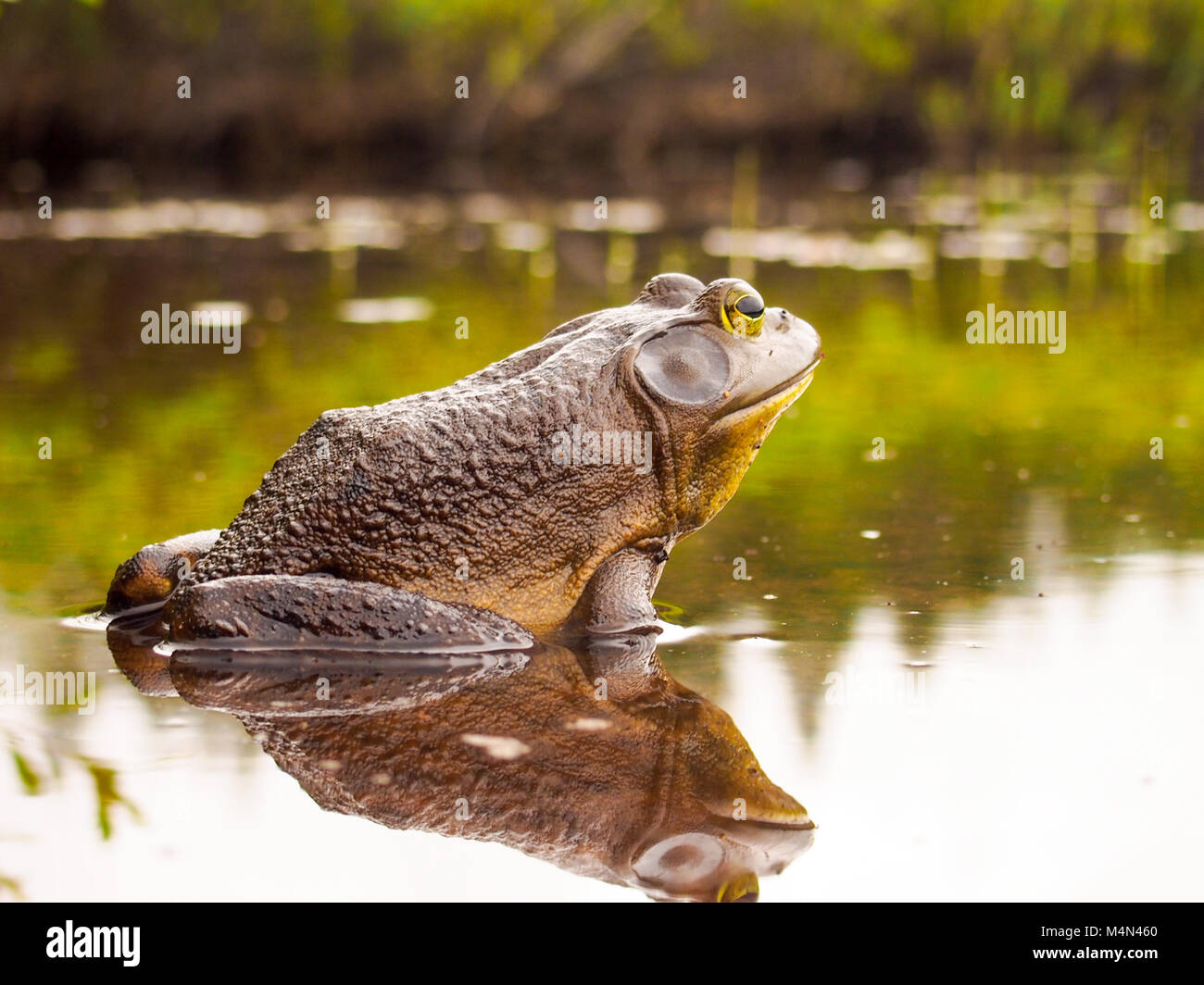 Beautiful bull frog who relaxes on the edge of a lake Stock Photo - Alamy