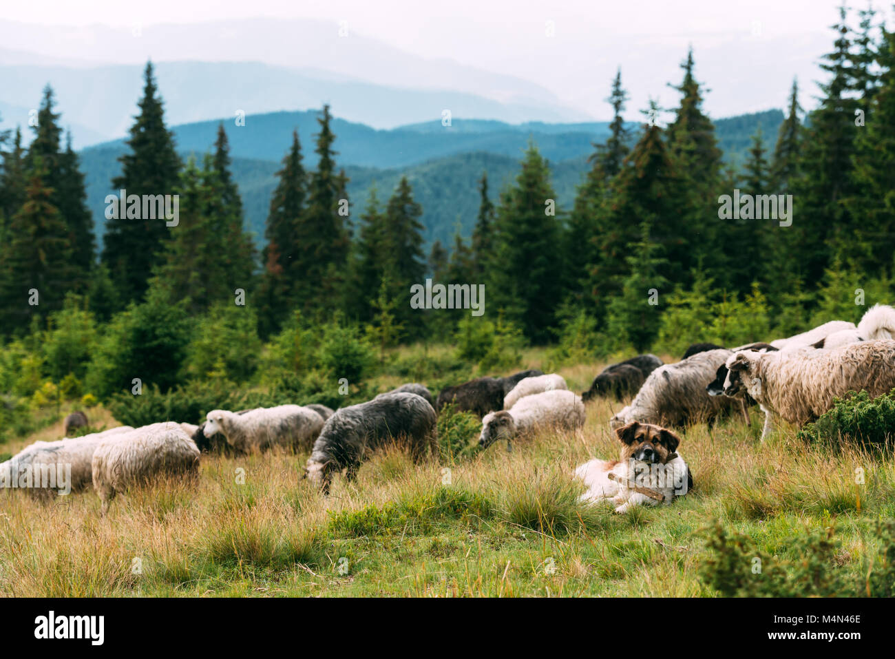 Brown shepherd dog protect the sheeps heard Stock Photo - Alamy
